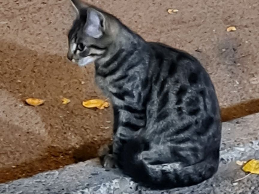 Бенгальская кошка бесплатно