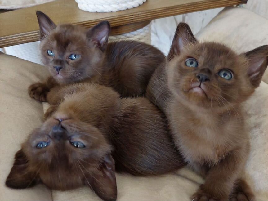 Котята Бурма милашки