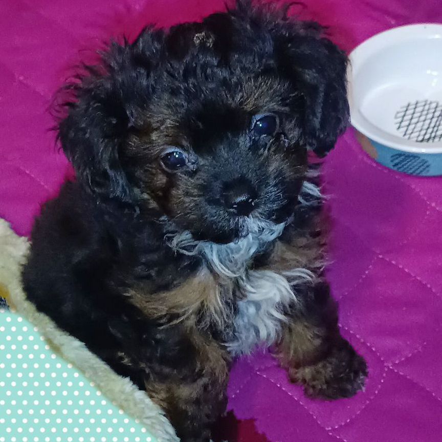 Йоркопуделюшечка сплошной позитив