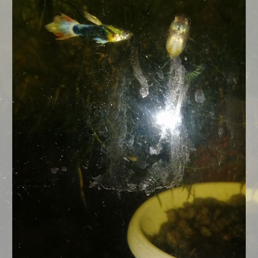 Рыбки гуппи