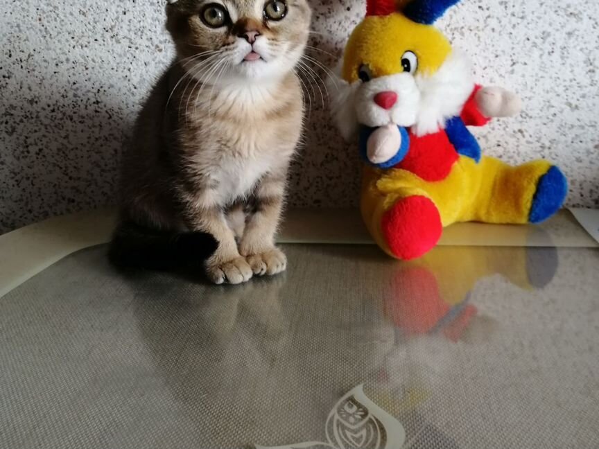 Девочка шиншиллка. Доставка