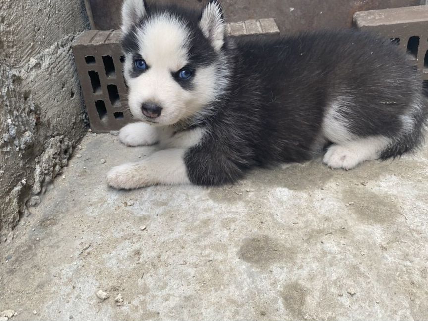 Щенки чистокровные хаски