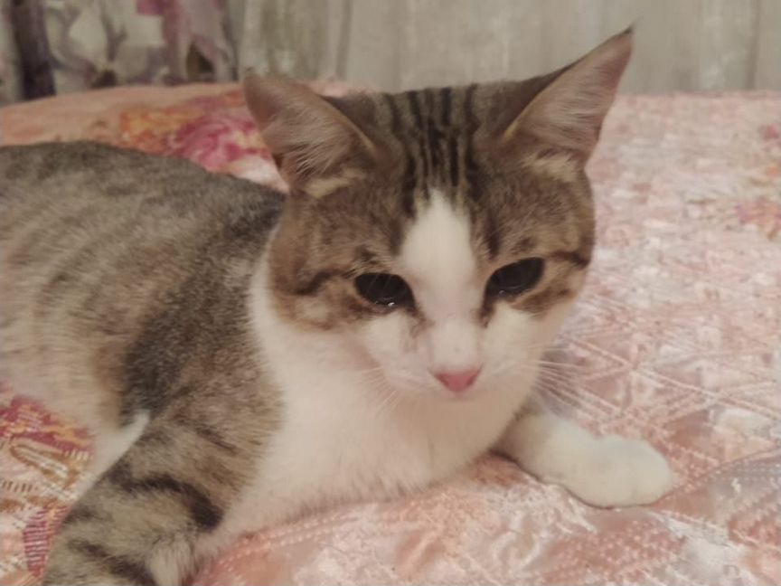 Котик в добрые руки