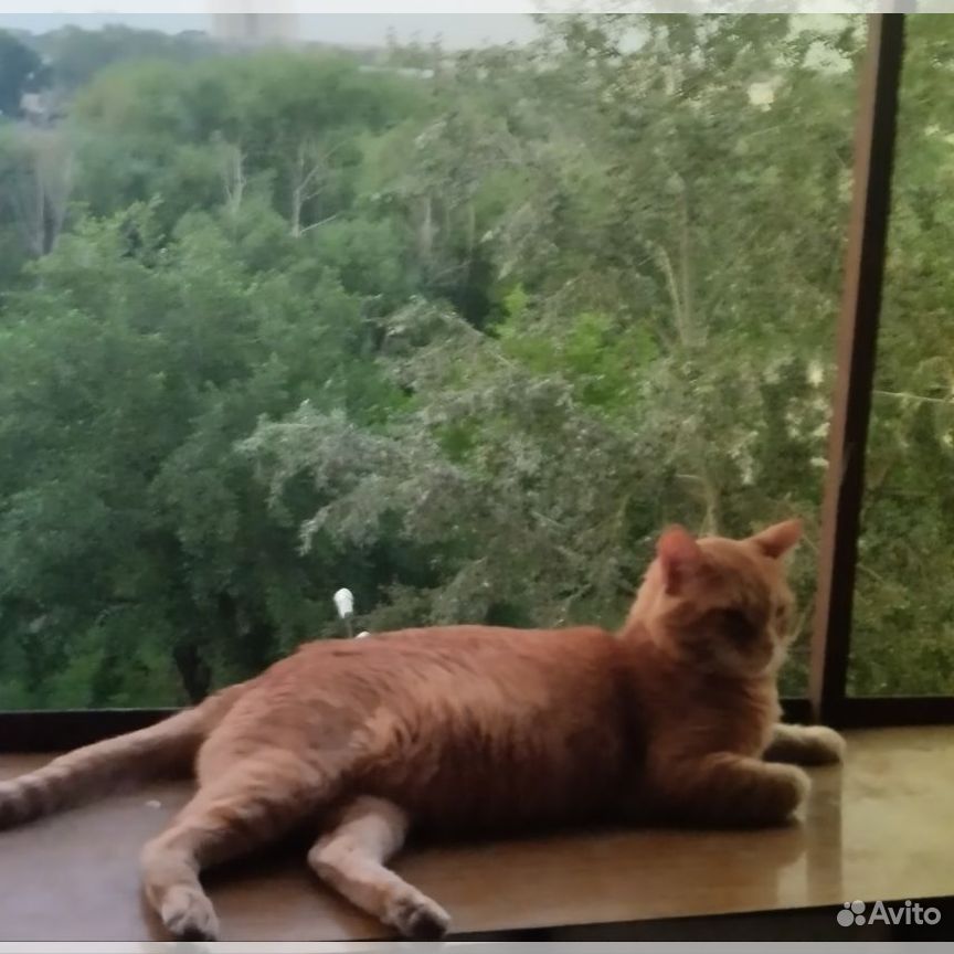Сибирский кот