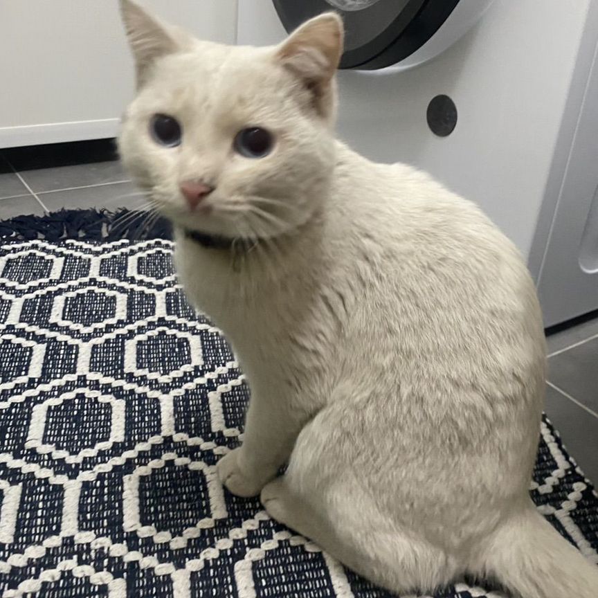 Взрослый кот в добрые руки