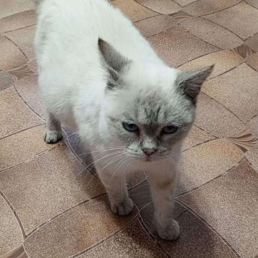 Молоденькая кошечка