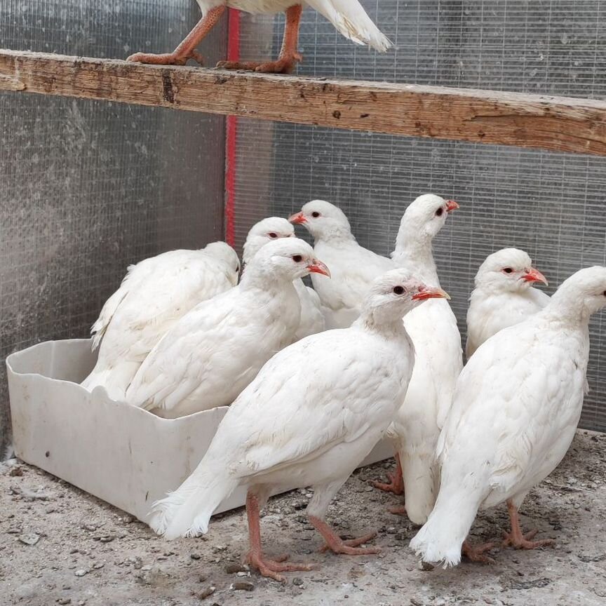 Кеклик белый, руфа