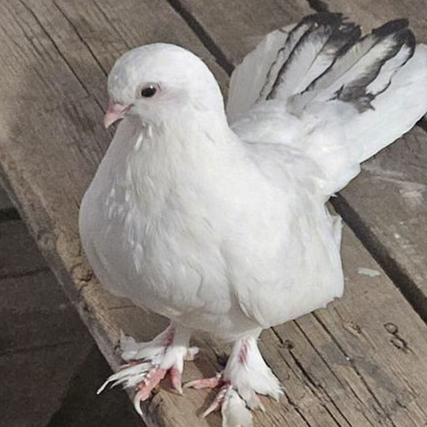 Голуби статные и бойные
