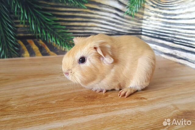 Морская свинка. Девочка