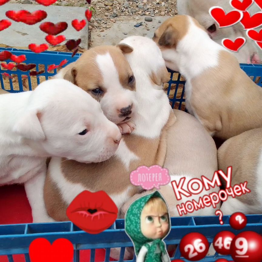 Щенки Американского стаффордширского терьера