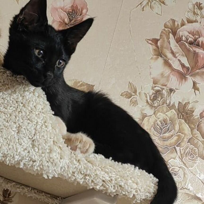 Продам котенка