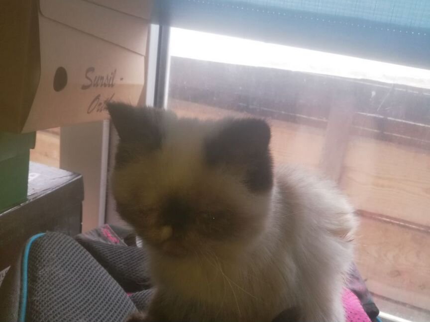 Экзотическая кошка