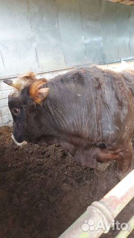 Коровы телята