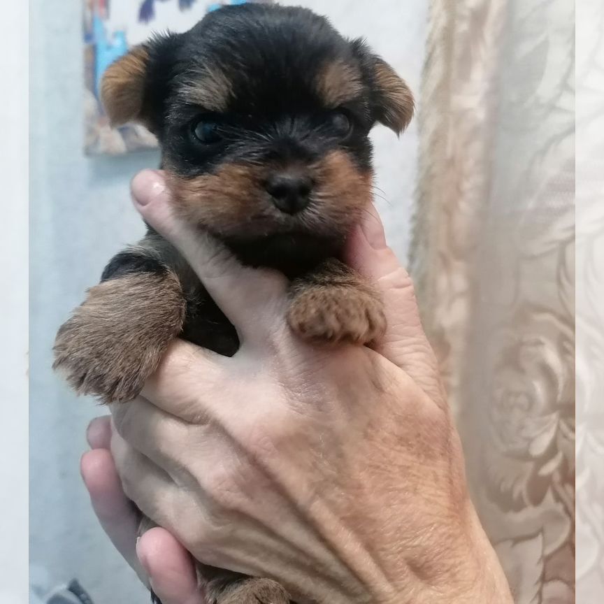 Йоркширский терьер, щенок