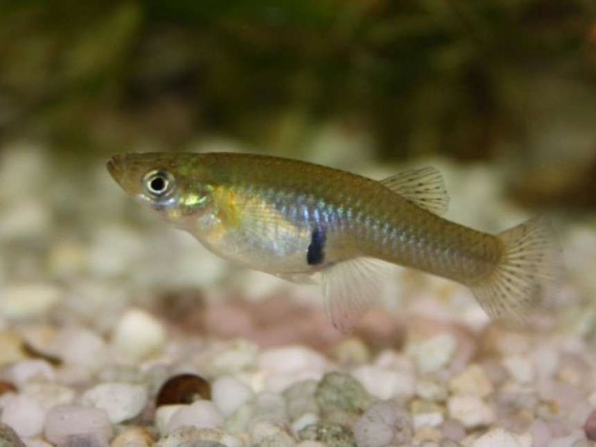 Аквариумные рыбки Гуппи