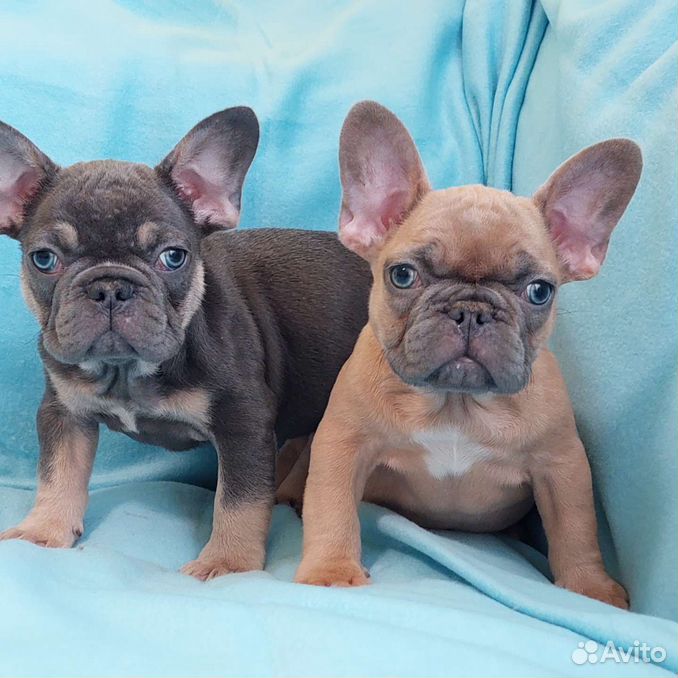 Французские Пупсики в поиске лучшей семьи