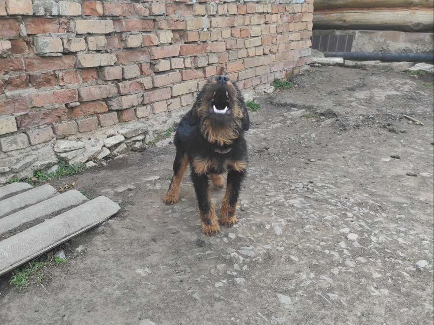 Вязка ягдтерьера