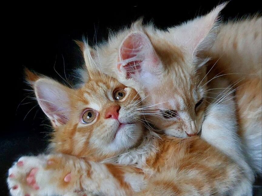 Мейн-кун девочка. Кошечка Мейн-кун