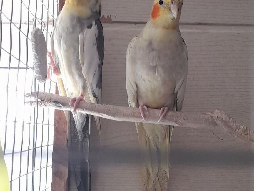 Попугай корелла пара