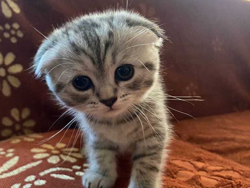 Милая вислоушка