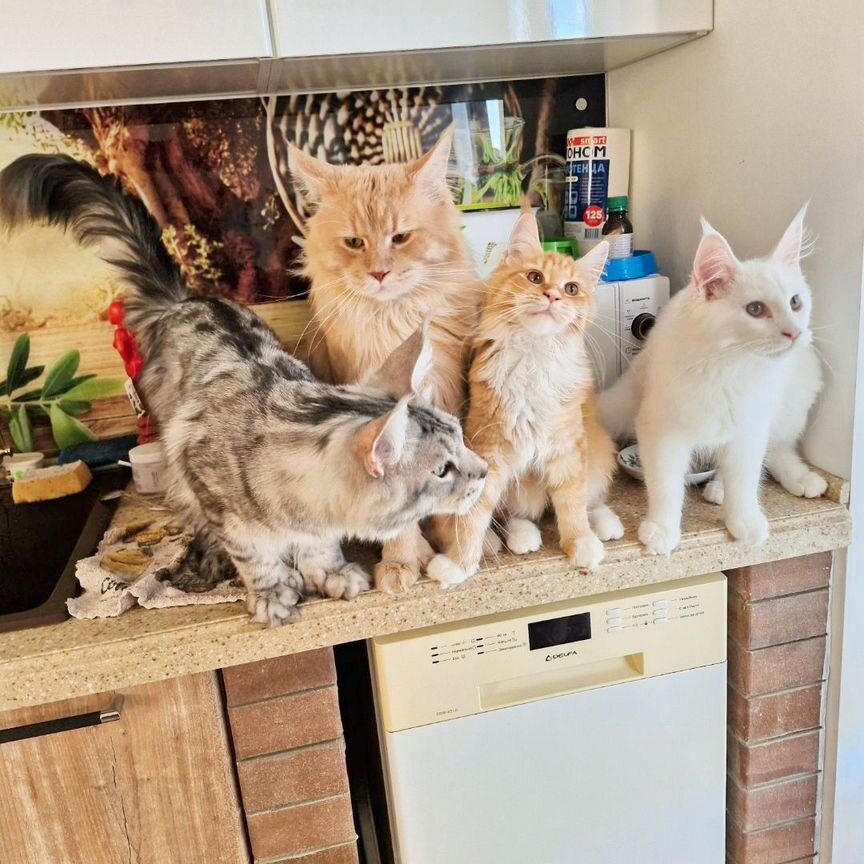 Котята мейн-кун рыжие и белые