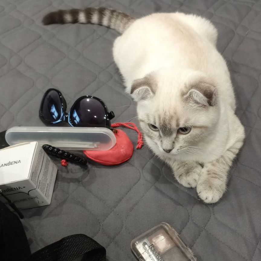 Кошка