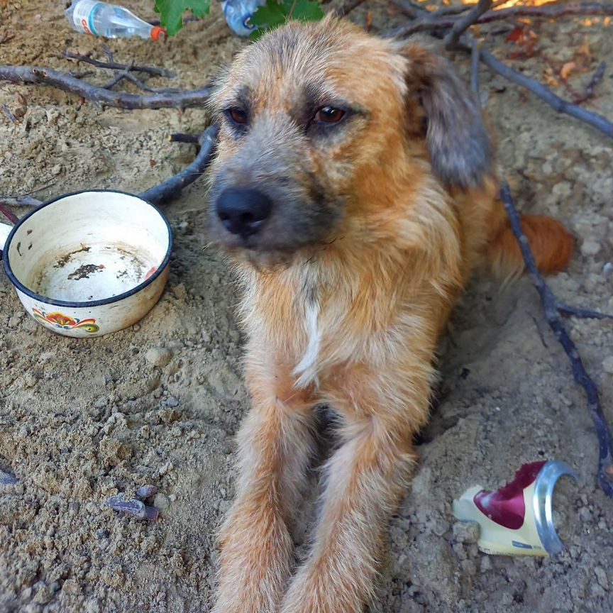 Собака дворняжка бесплатно