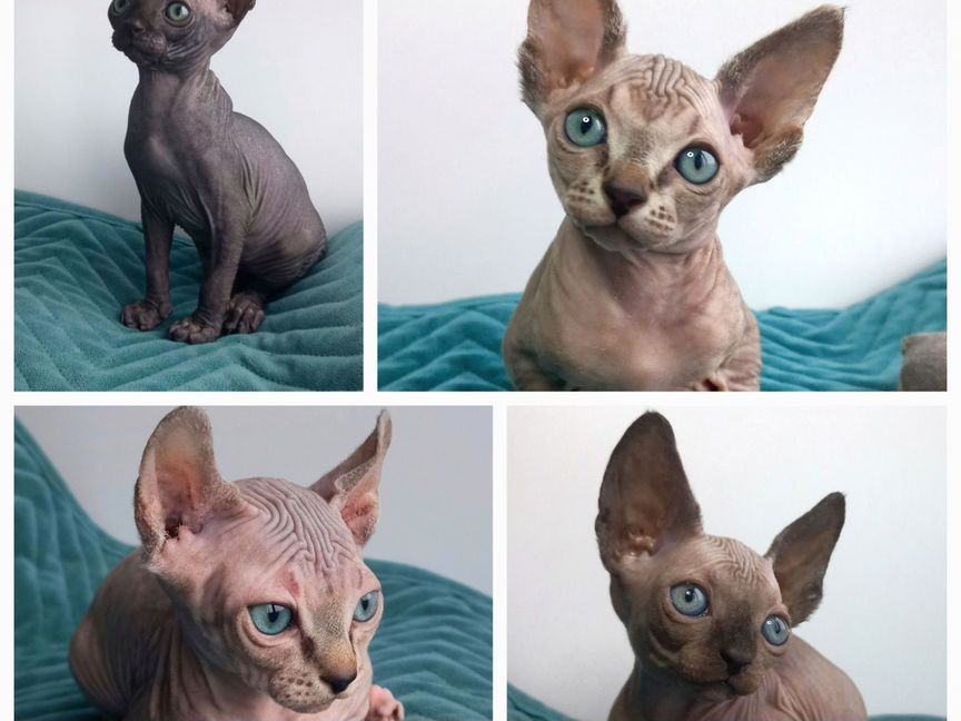 Малыши сфинксы