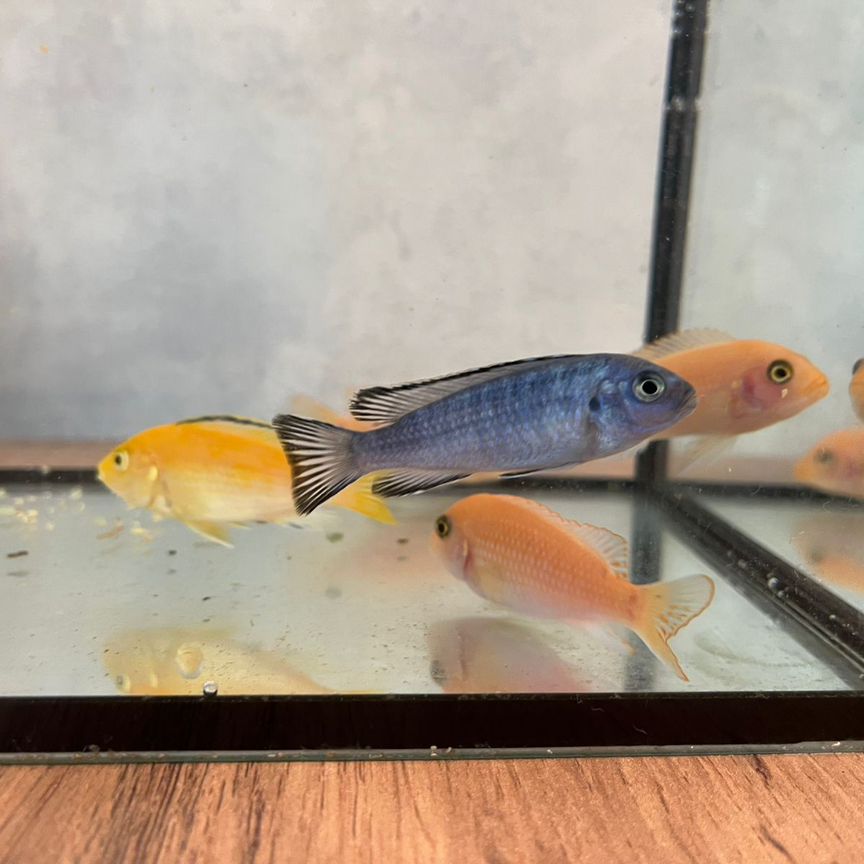 Аквариумные рыбки