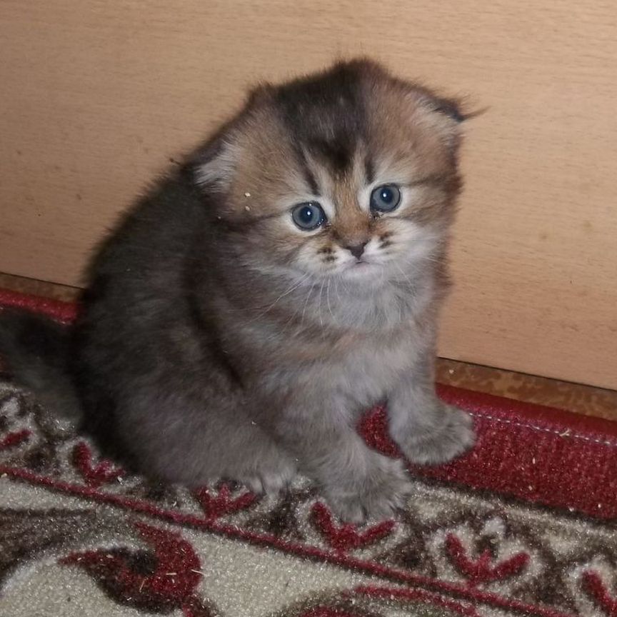 Шотландский вислоухий короткошёрстный котёнок