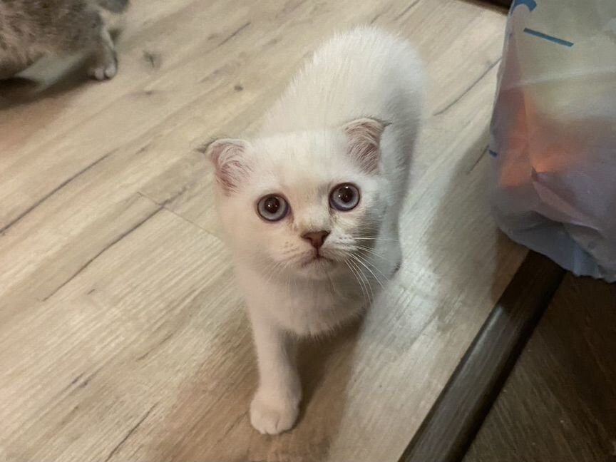 Британские котята