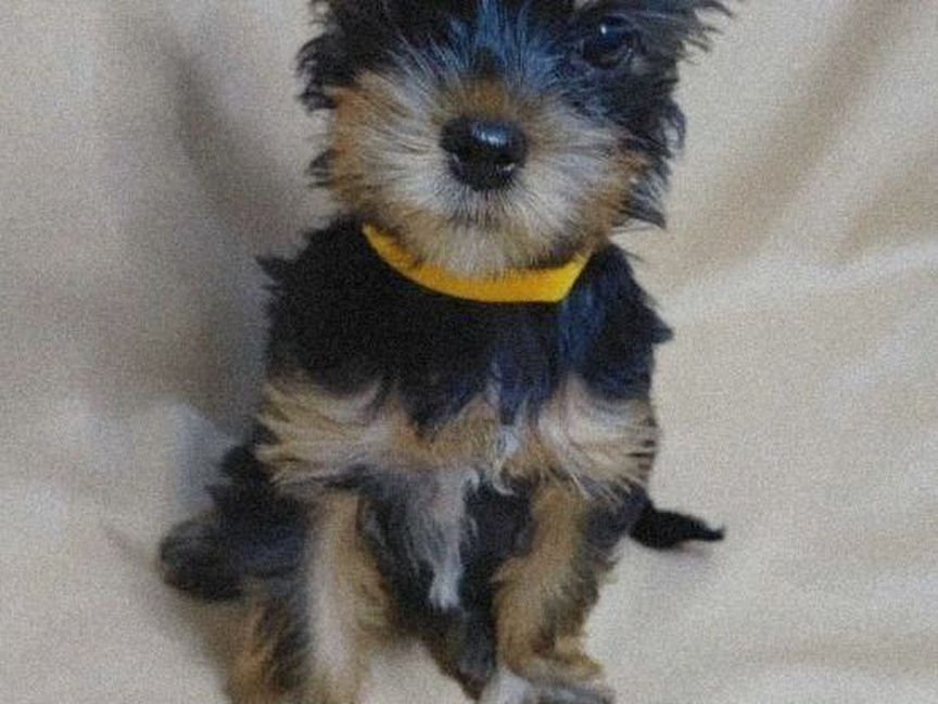 Маленькие йорки в поиске семьи