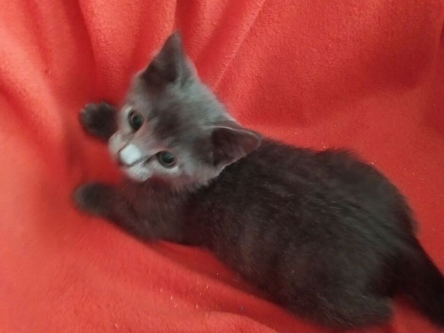 Голубой Мишутка в хорошие руки