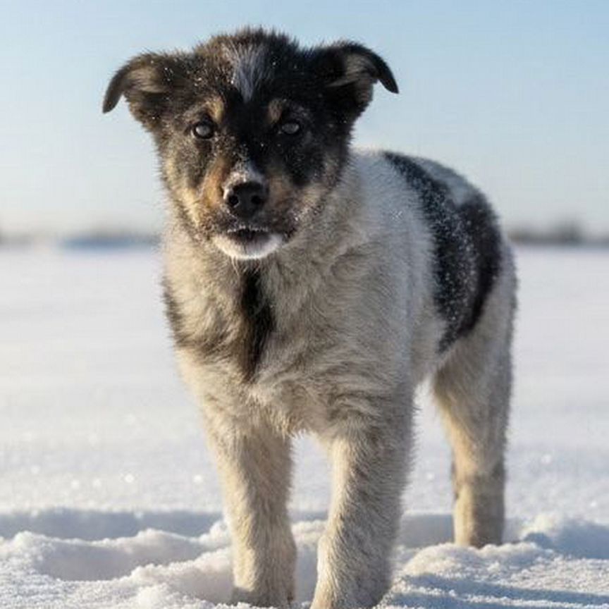 Щенок в добрые руки