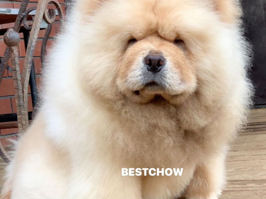 Щенки чау-чау кремовый мальчик