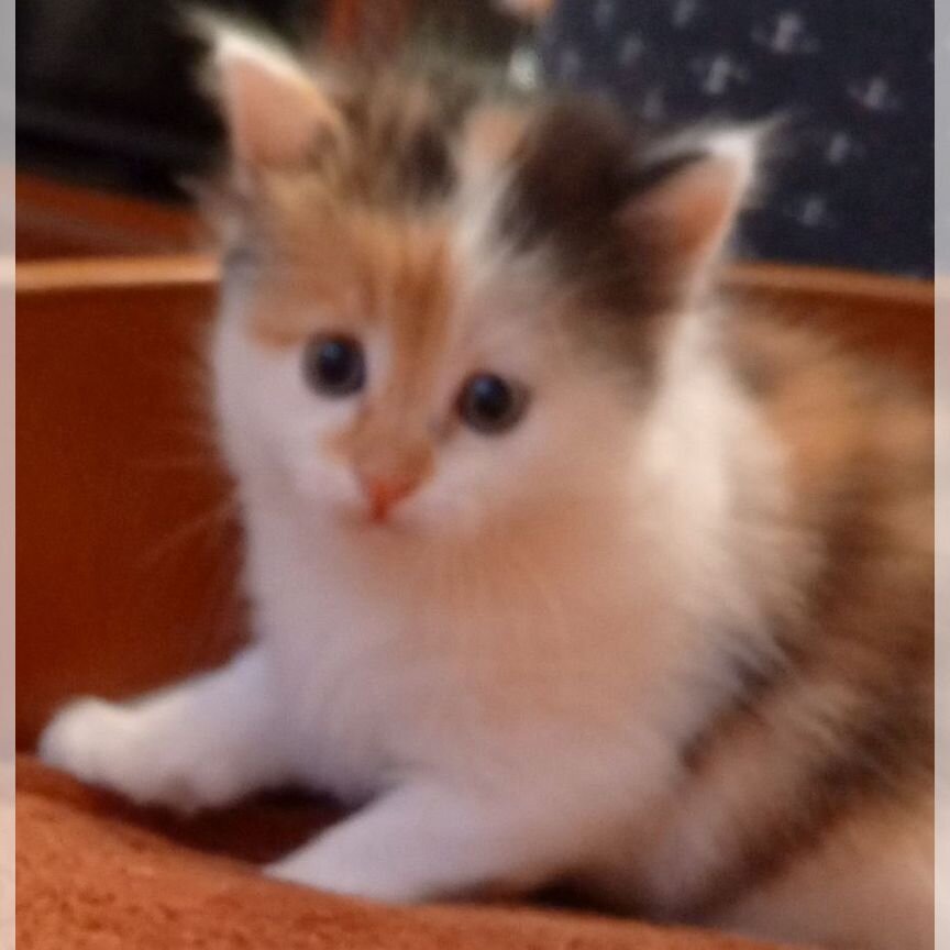 Котята в добрые руки бесплатно девочка