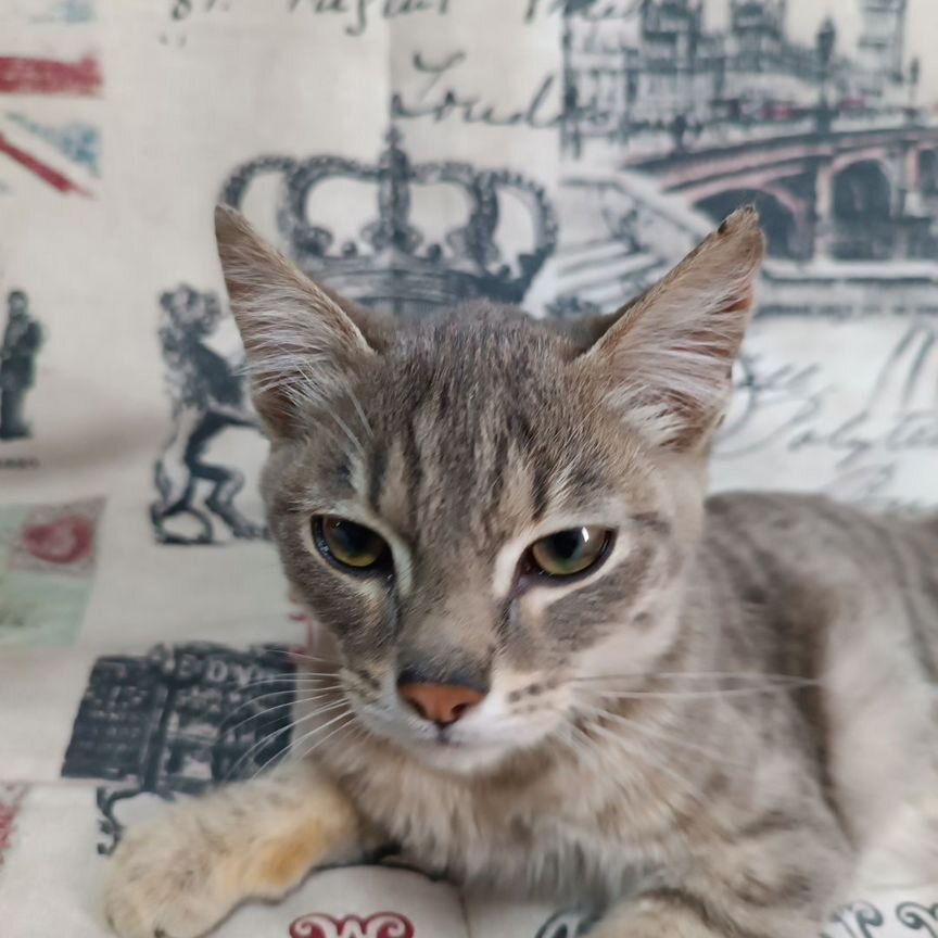 Найден котëнок