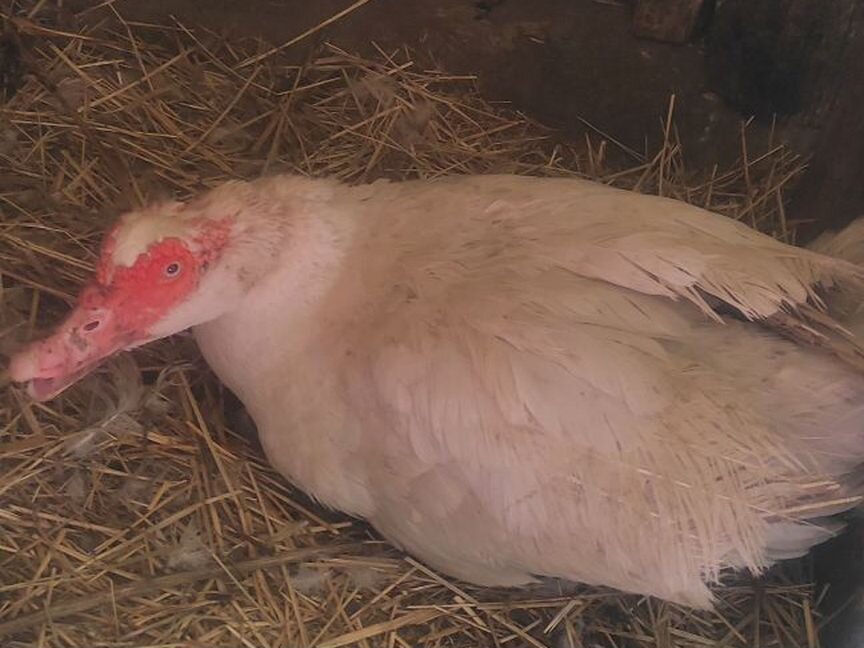 Инкубационное яйцо индоуток