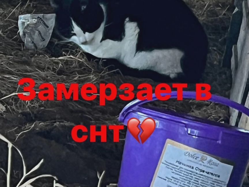 Котик один на морозе, других забрали, его бросили