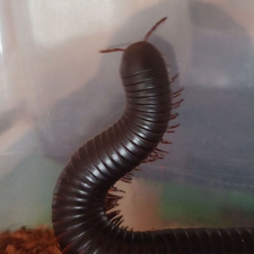 Африканский гигантский кивсяк