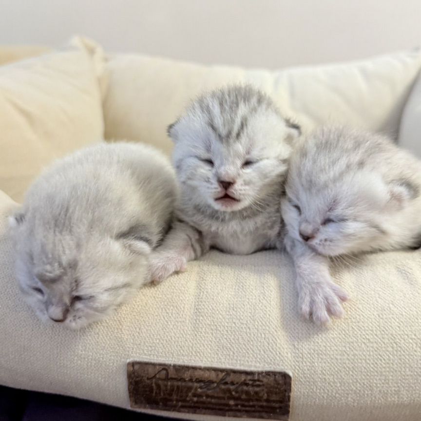 Шотландский вислоухий короткошёрстный котёнок