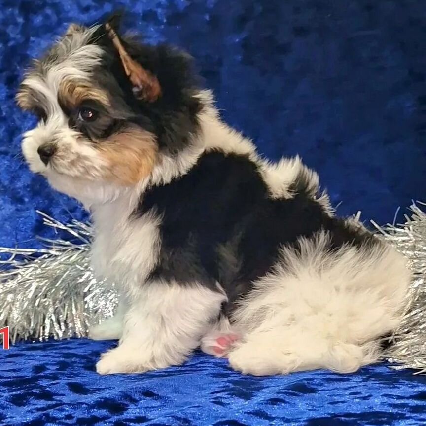 Бивер-йоркширский терьер, щенок