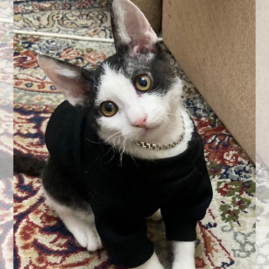 Отдам кота в добрые руки