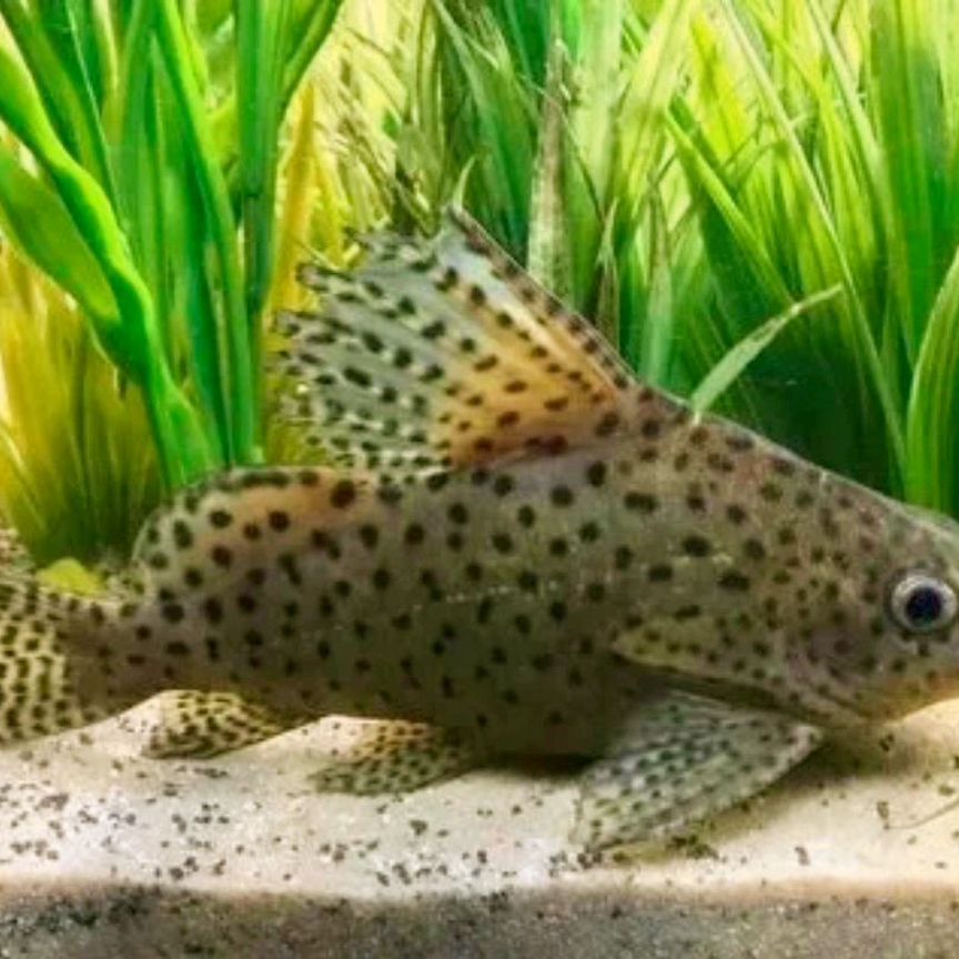 Синадонтис