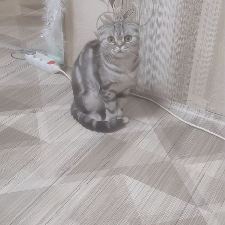 Шотландская вислоухая длинношёрстная, взрослая кошка