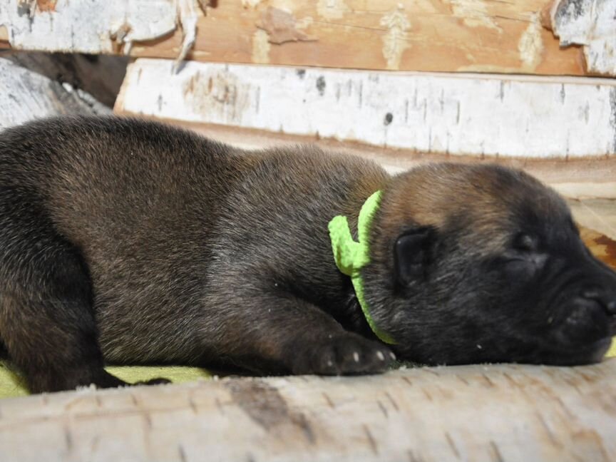 Малинуа щенки