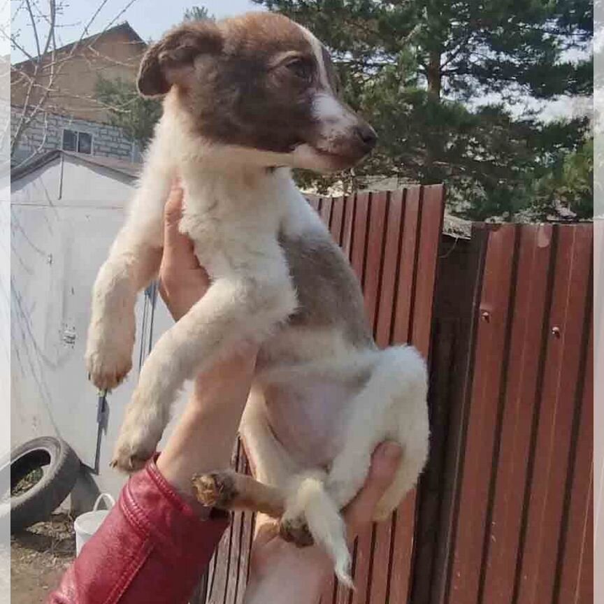 Щенок-девочка