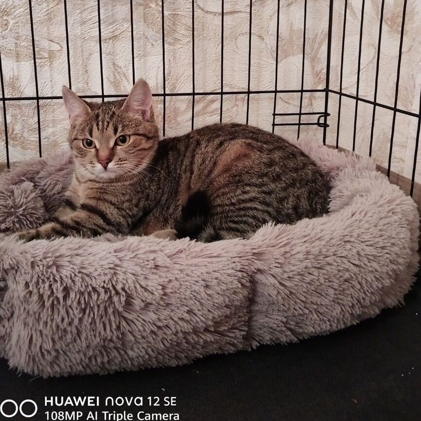 Котенок