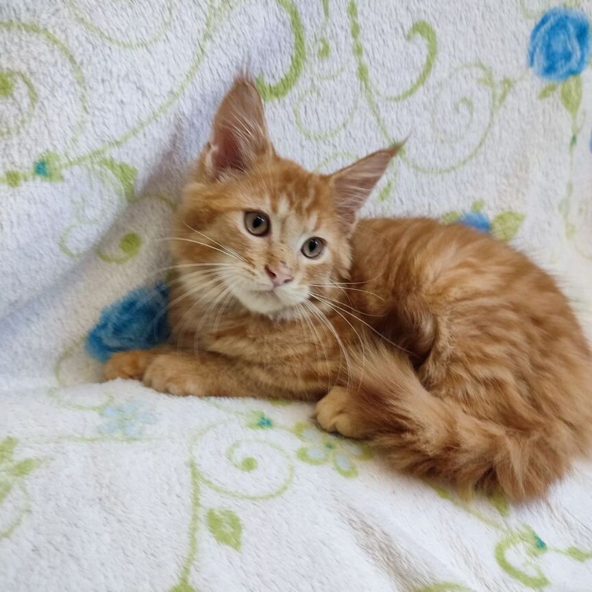Котик Мейн куна (доставка)