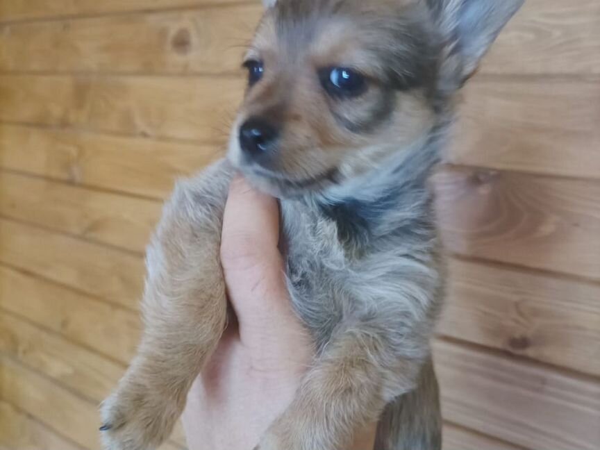 Щеночек чихуахуа мальчик